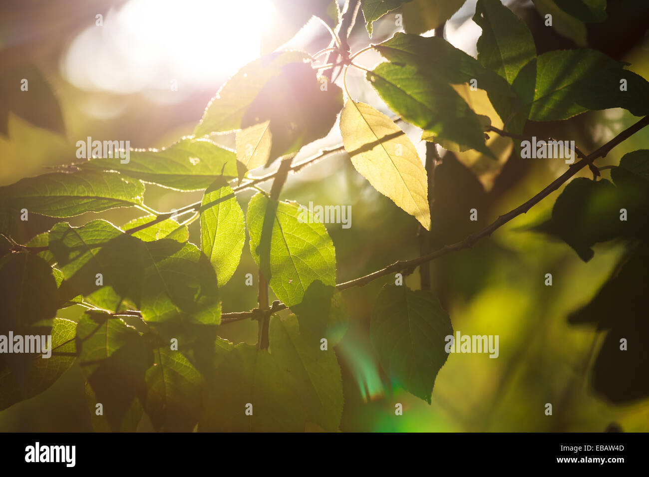 Fresh green leaves background Stock Photo - Alamy