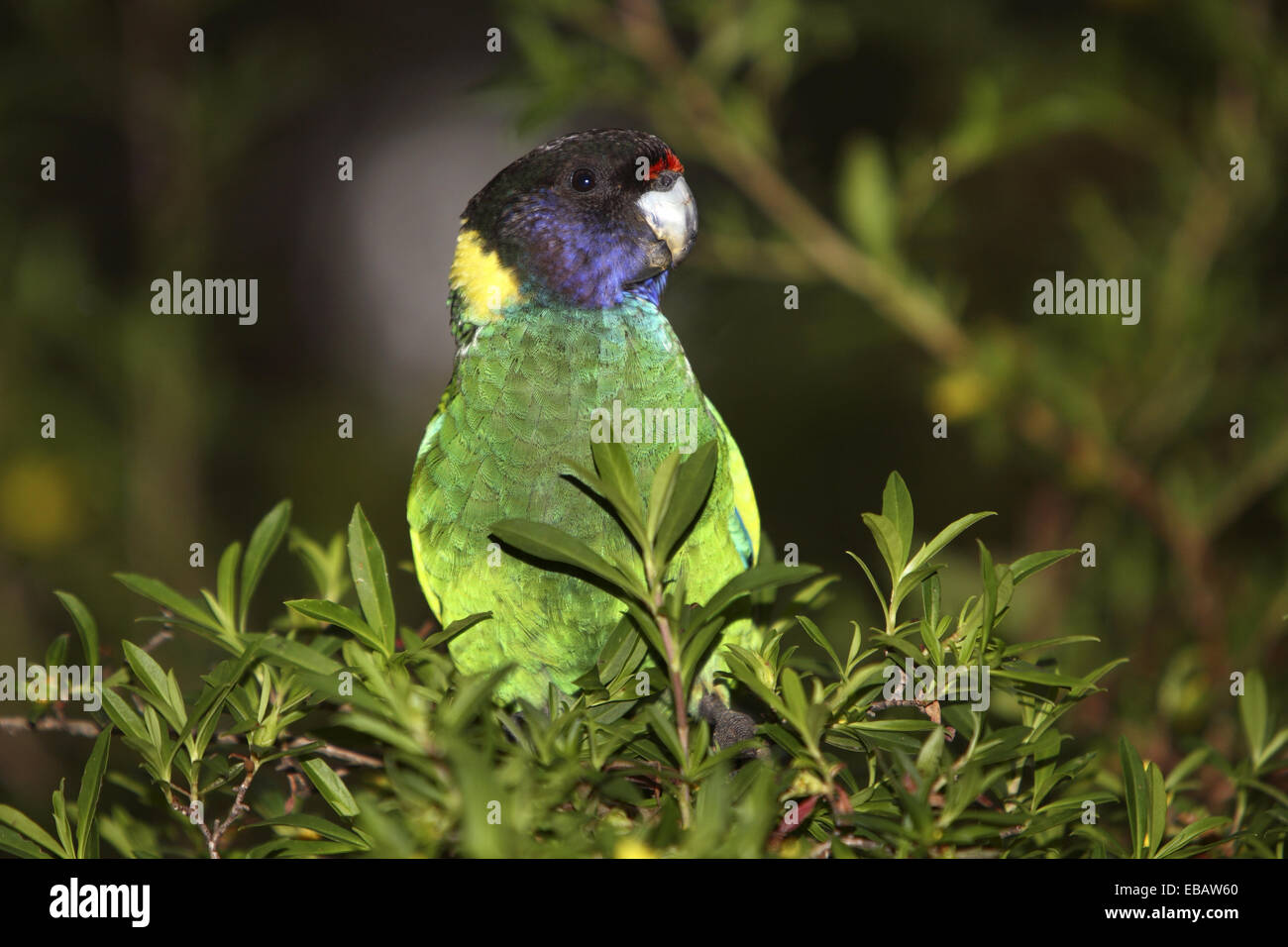Ringneck Parrot High Resolution Stock Photography and Images - Alamy