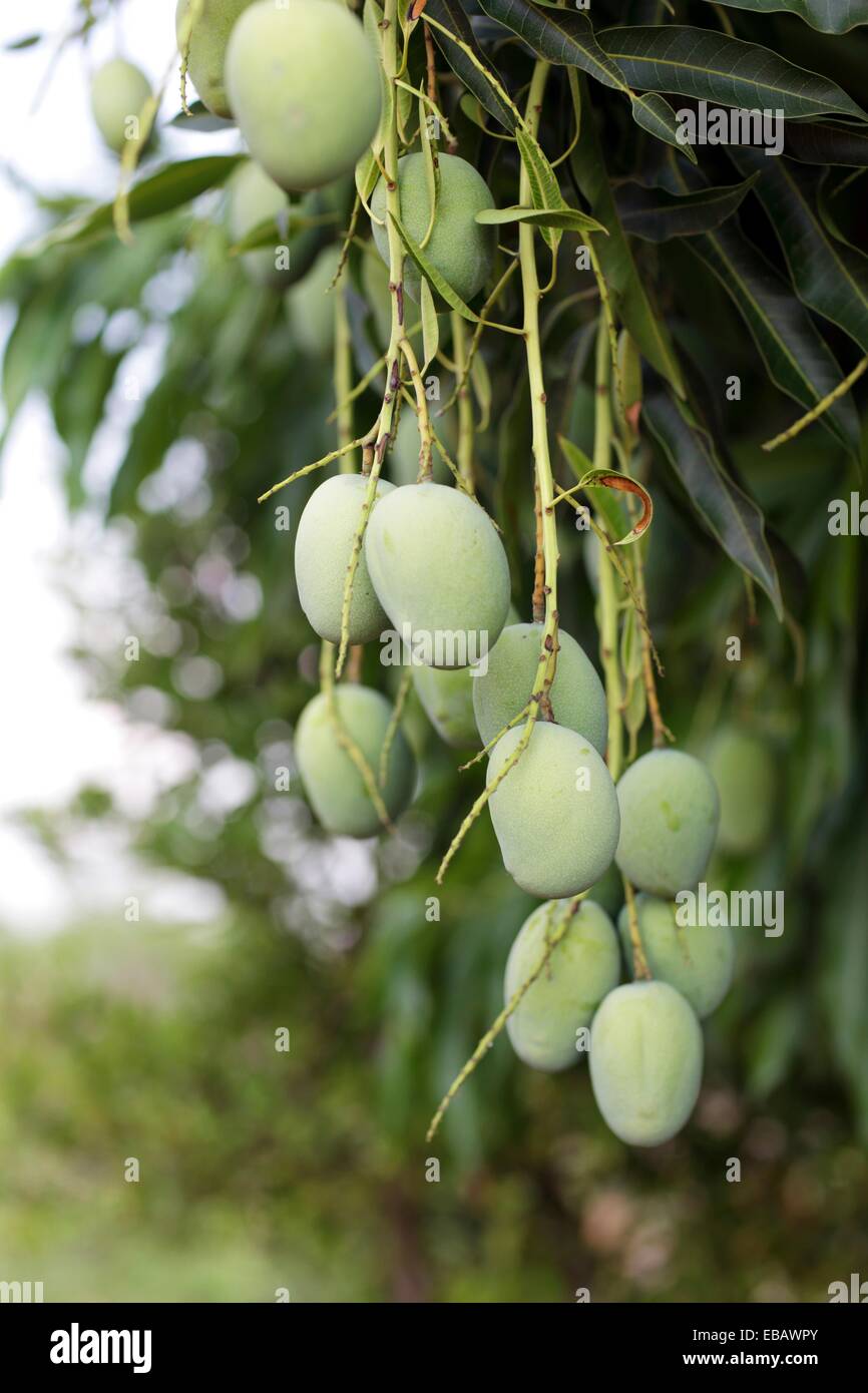 Mangos only hi-res stock photography and images - Alamy