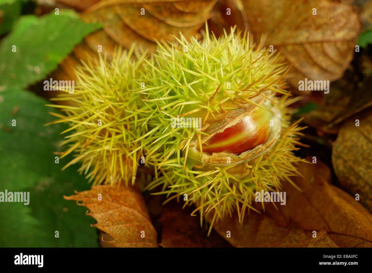 Spiky nut hi-res stock photography and images - Alamy