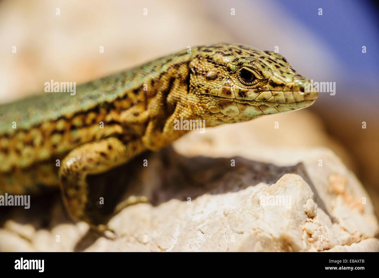 Balearic wall lizard podarcis lilfordi hi-res stock photography and ...