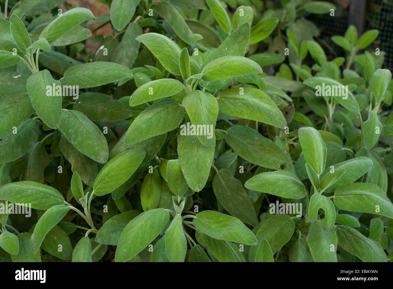 Sage plant hi-res stock photography and images - Alamy