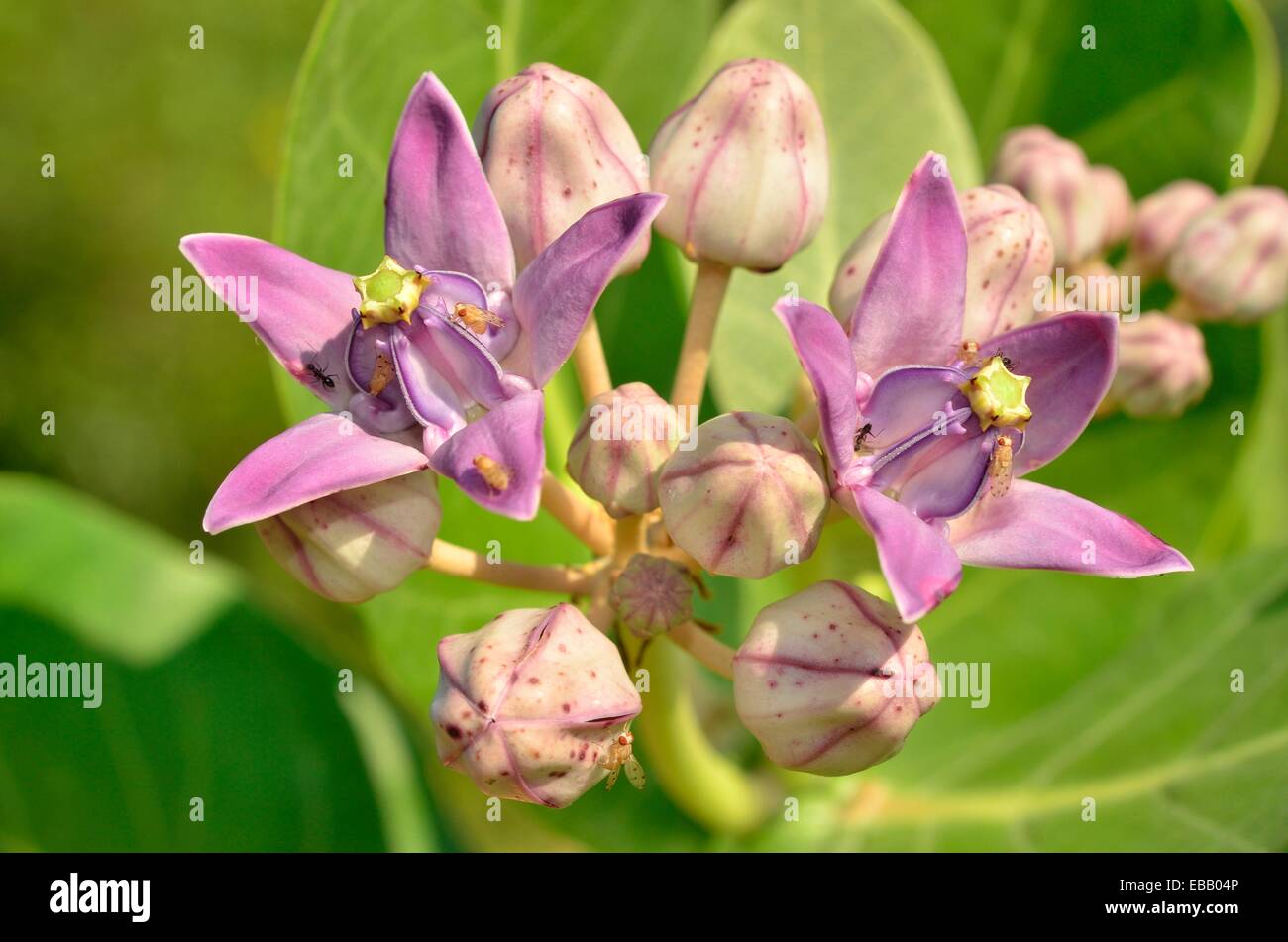 Calotropis procera asclepiadaceae hi-res stock photography and images ...