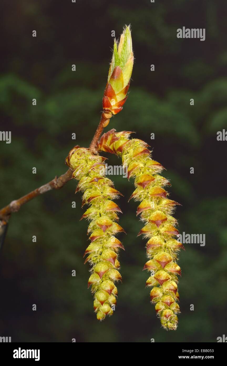 Male inflorescences of Carpinus betulus Stock Photo - Alamy