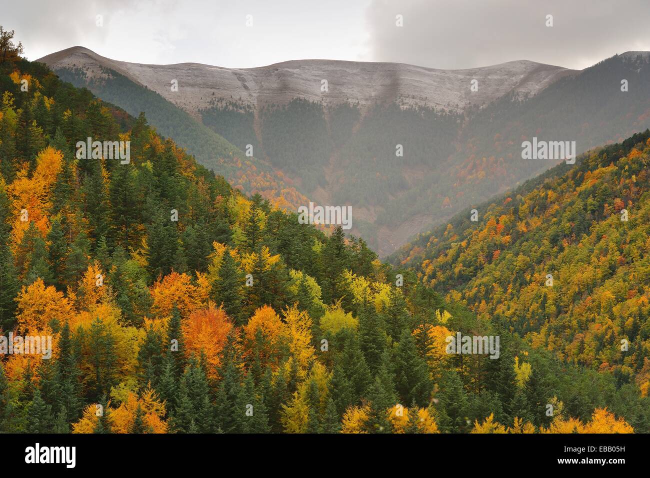 Bosque mixto en hi-res stock photography and images - Alamy