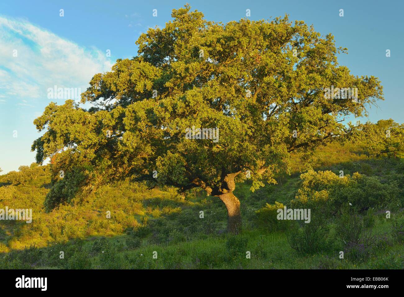 Encina tree Quercus ilex Stock Photo - Alamy