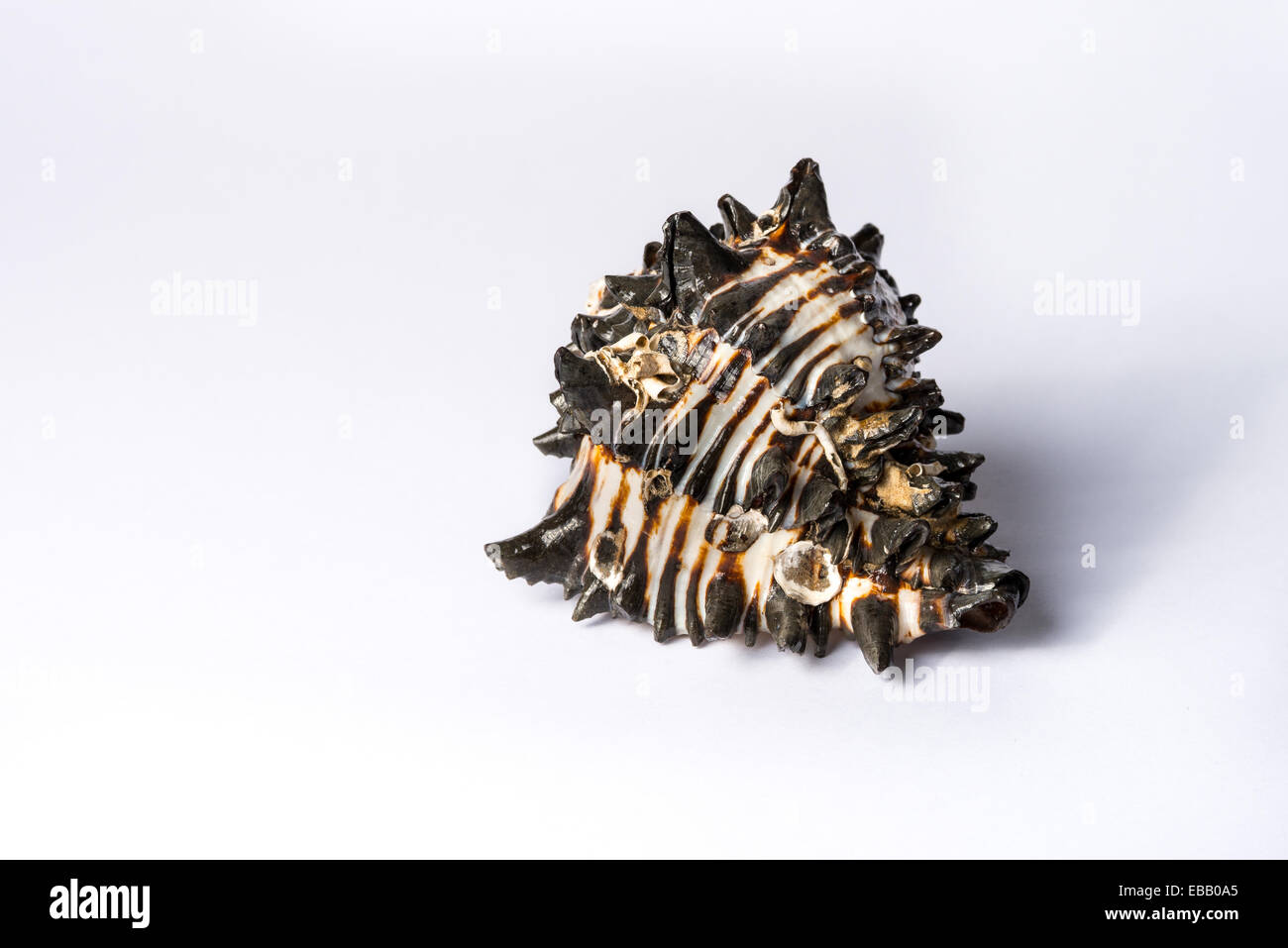 A big black and white isolated shell whit yellow and brown strips Stock ...
