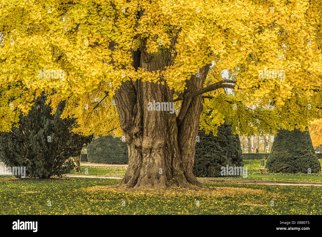 Backgrounds Stock Photos & Images from Alamy