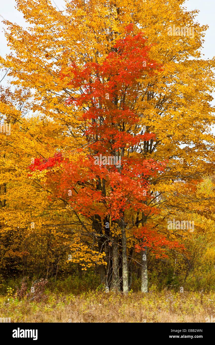 Fall foliage color in the deciduous forests of northern Minnesota USA ...