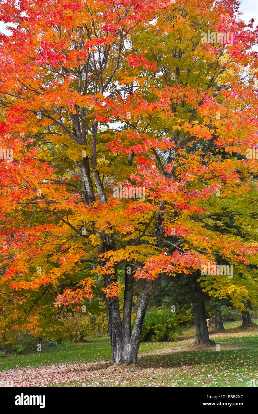 Fall foliage color in the deciduous forests of northern Minnesota USA ...