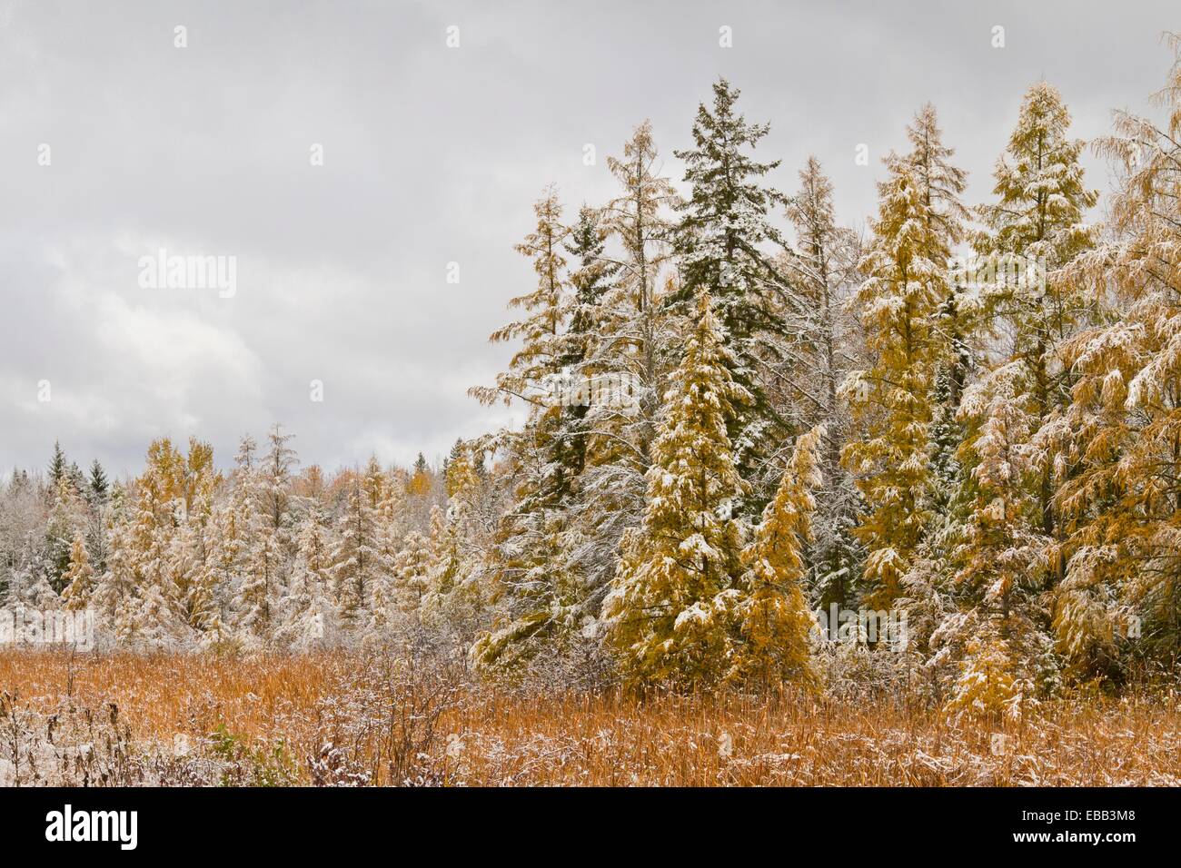 Golden tamarack trees hi-res stock photography and images - Alamy