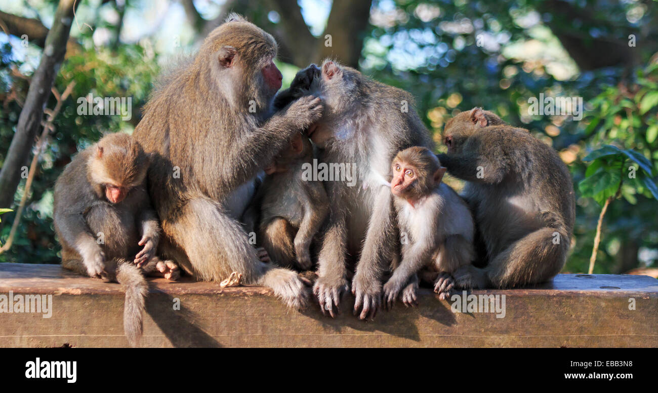 Monkeys in shoushan hi-res stock photography and images - Alamy