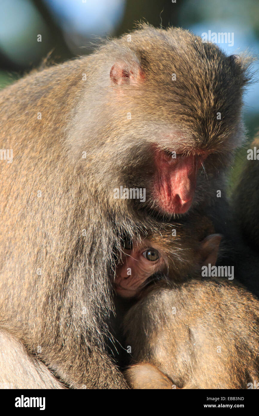Monkeys in shoushan hi-res stock photography and images - Alamy