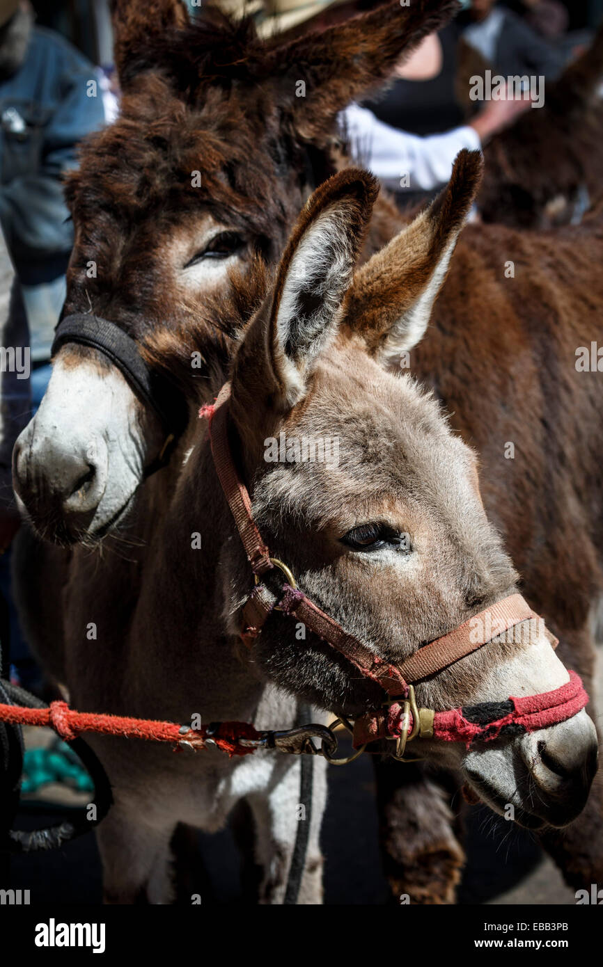 Burros and donkeys hi-res stock photography and images - Alamy
