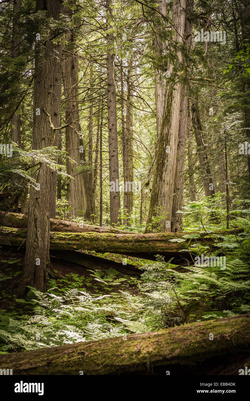 Forest floor in Kootenay National Park, British Columbia, Canada Stock ...