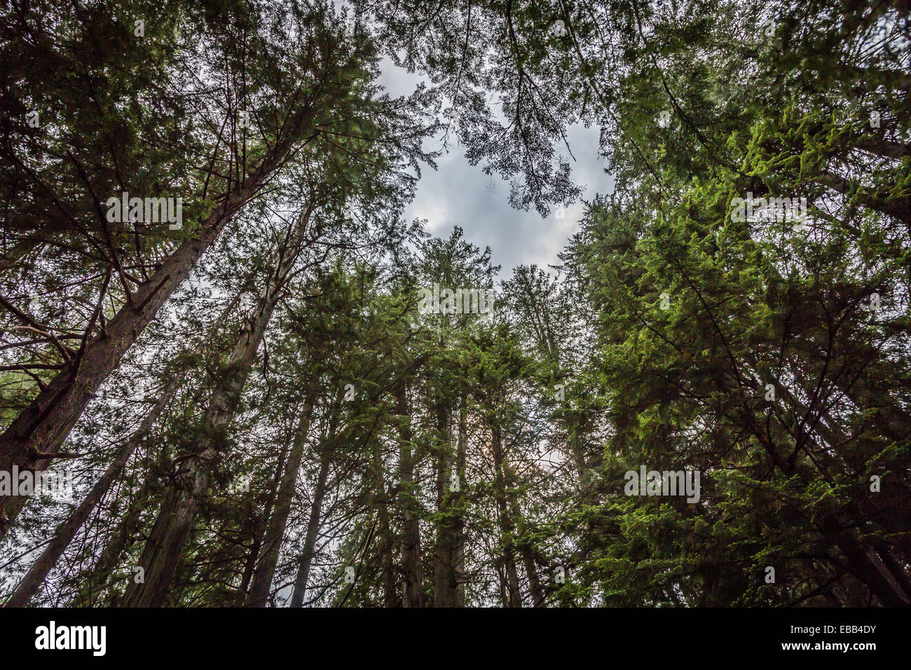 Canadian tree canopy hi-res stock photography and images - Alamy