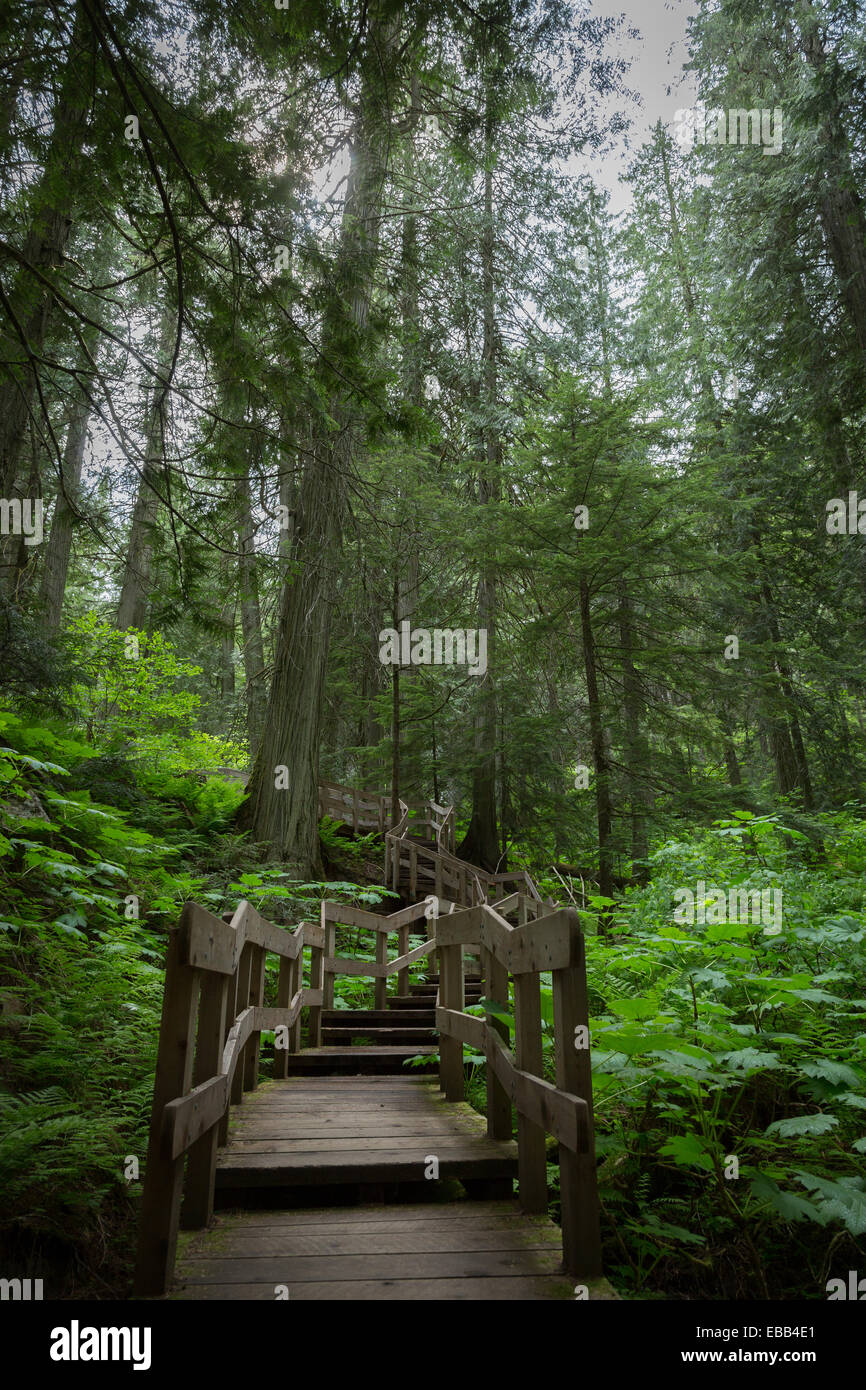 Forest walkway forest walkway hi-res stock photography and images - Alamy