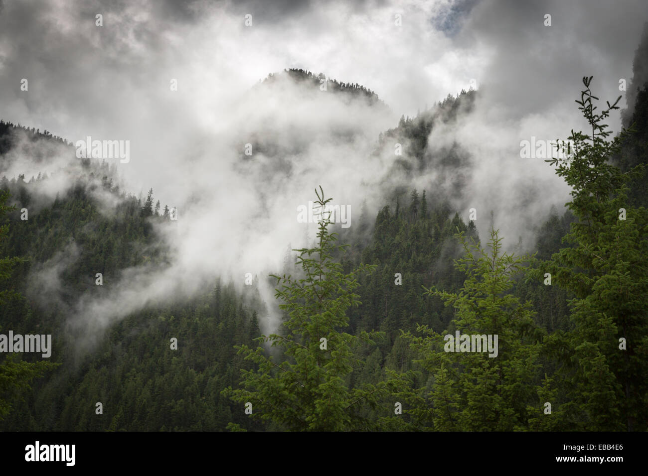 Forests in the mist, British Columbia, Canada, North America Stock ...