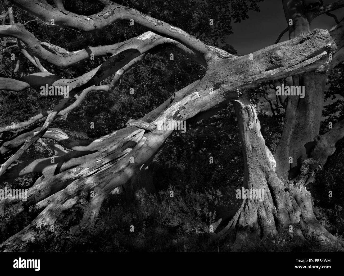 Wind blown tree Black and White Stock Photos & Images - Alamy