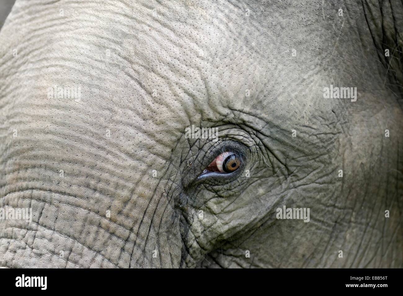 Myanmar Katha High Resolution Stock Photography and Images - Alamy