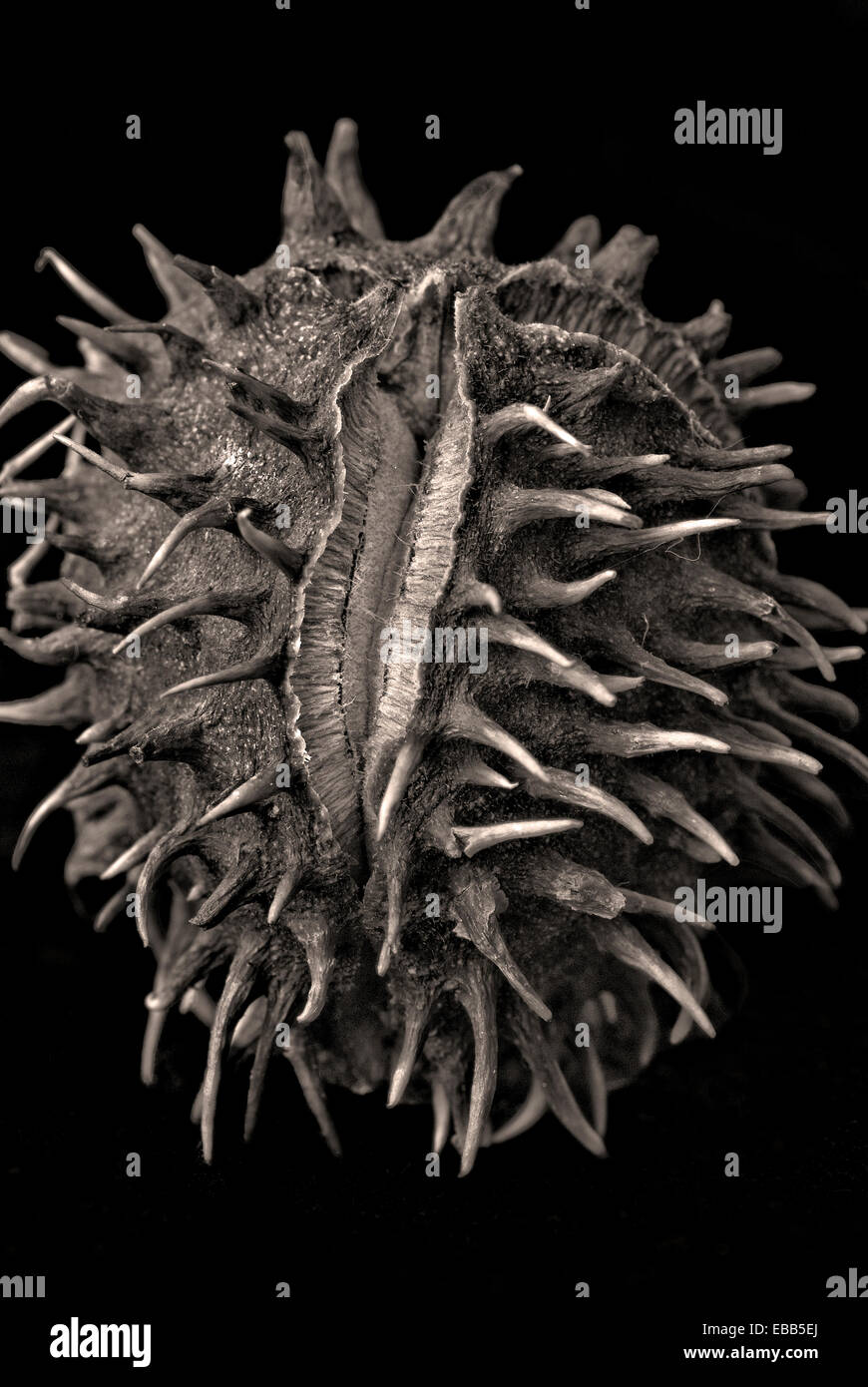 Horse Chestnut in shell Stock Photo - Alamy