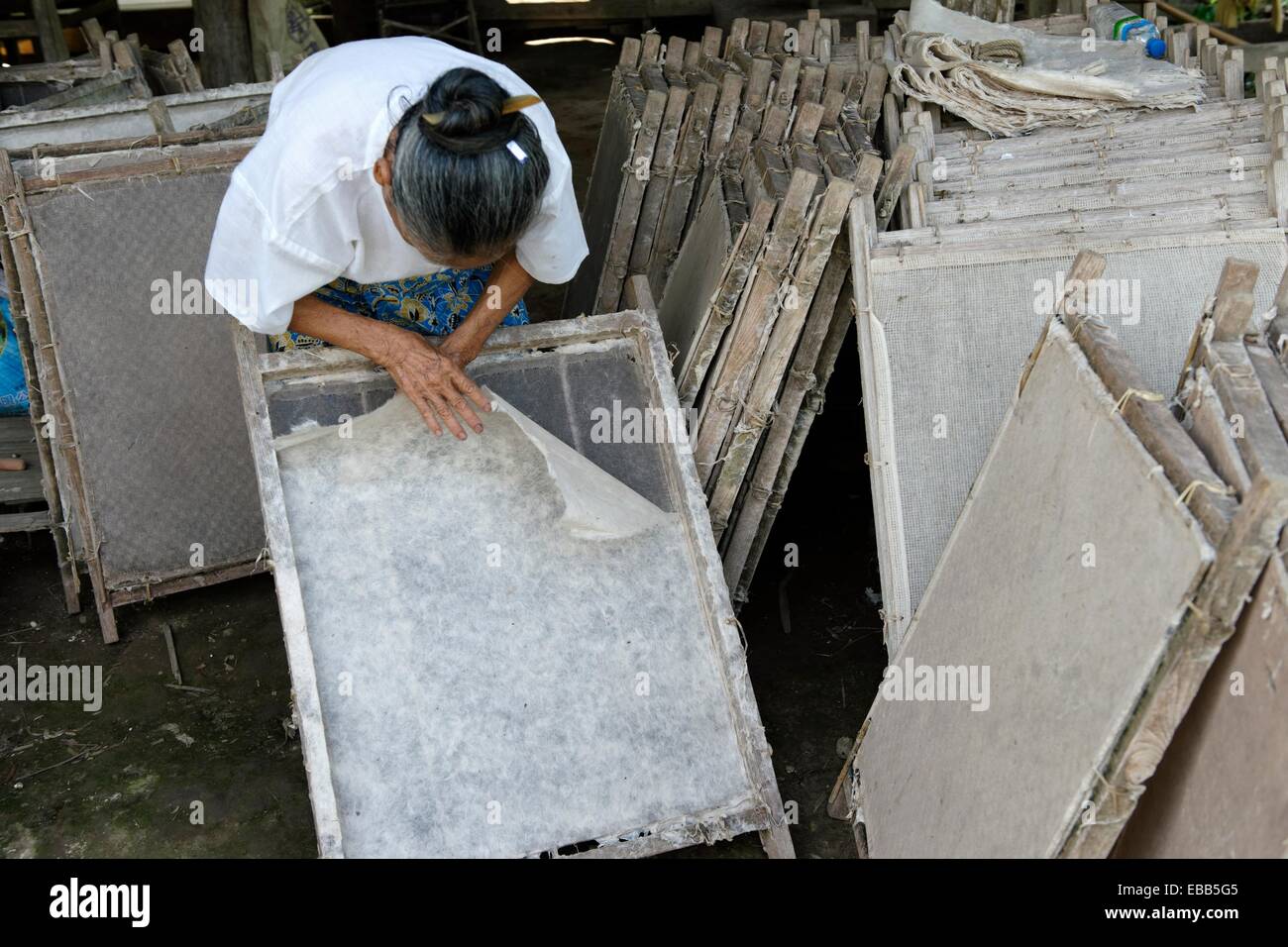 From the family moraceae hi-res stock photography and images - Alamy