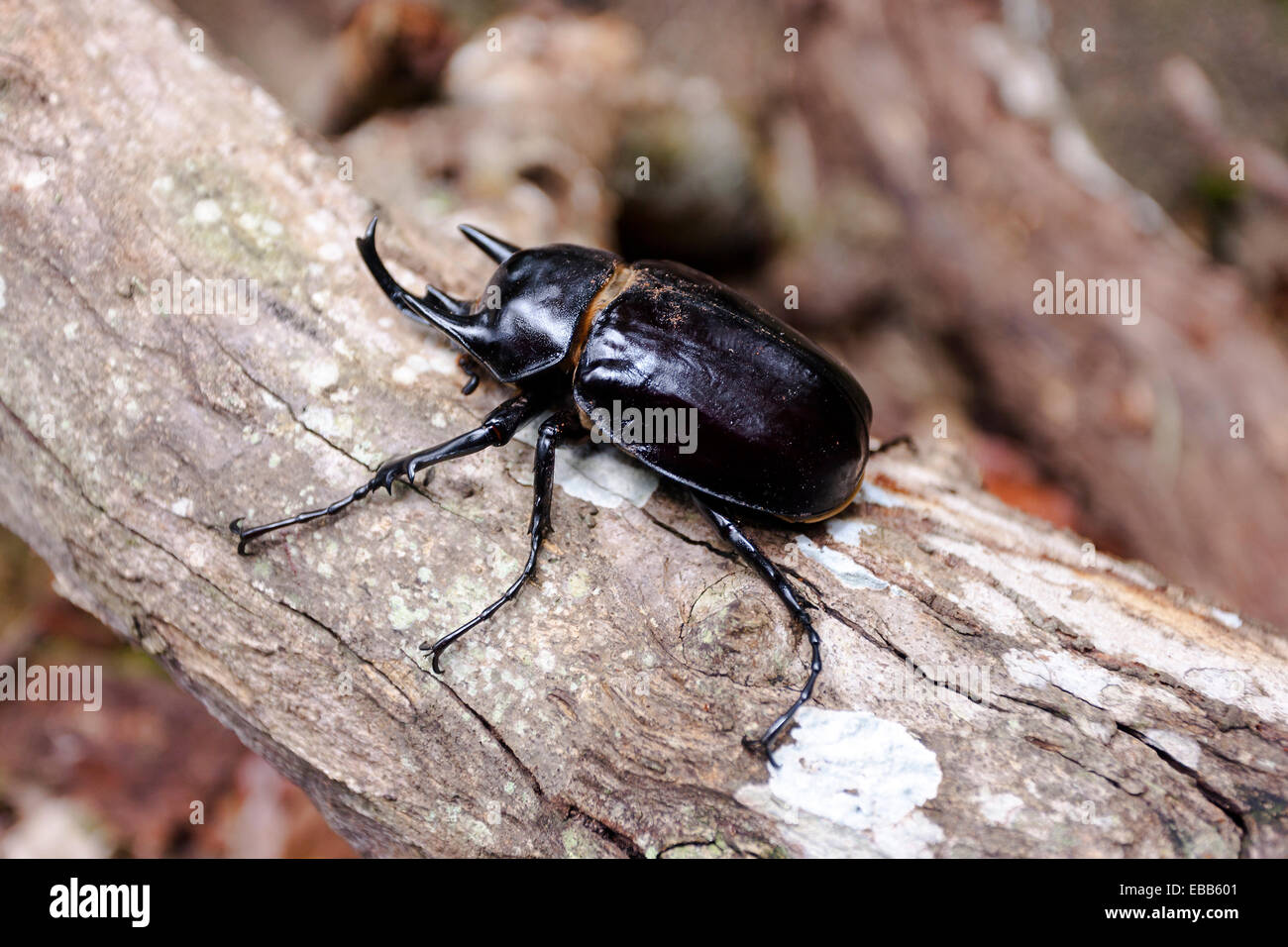 Elephant beetle Megasoma elephas on tree branch Stock Photo - Alamy