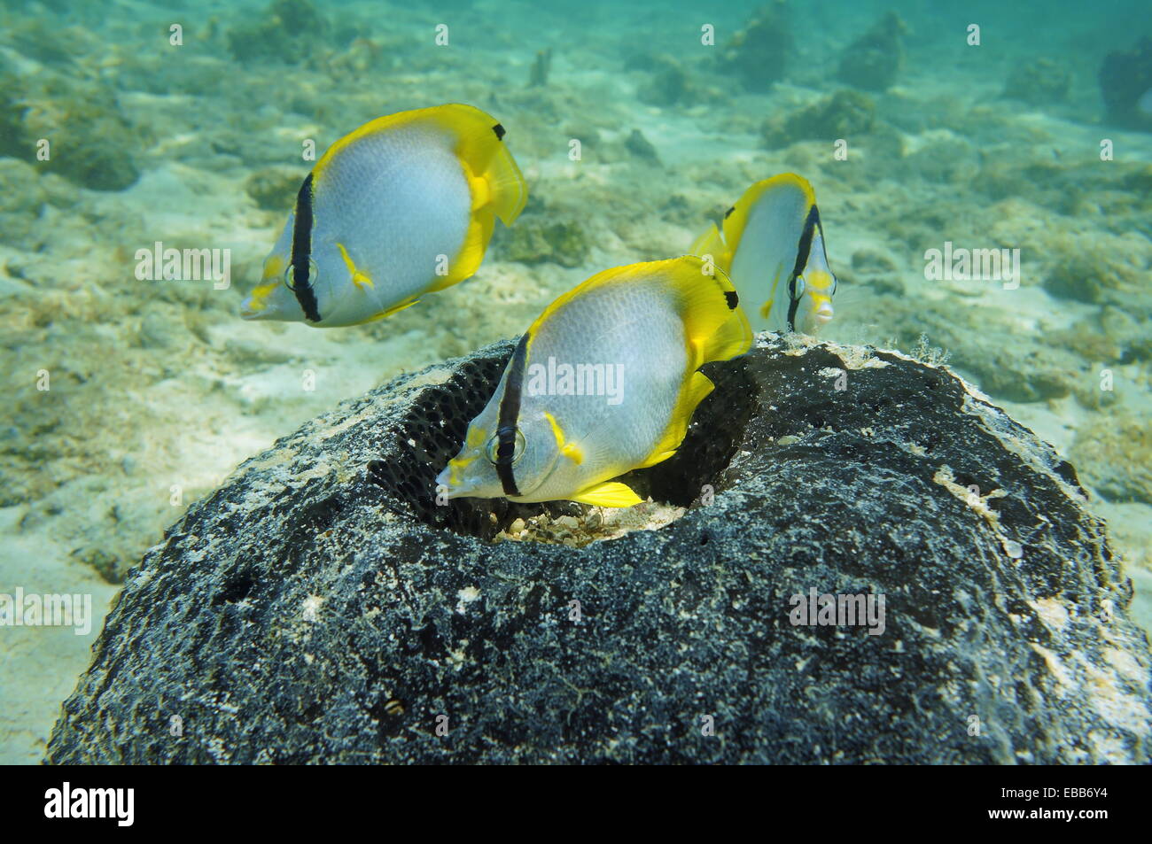 Nest of tropical fish Spotfin Butterflyfish in a sponge, Caribbean sea ...