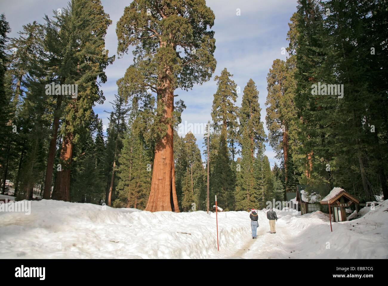 Madera vegetal hi-res stock photography and images - Alamy