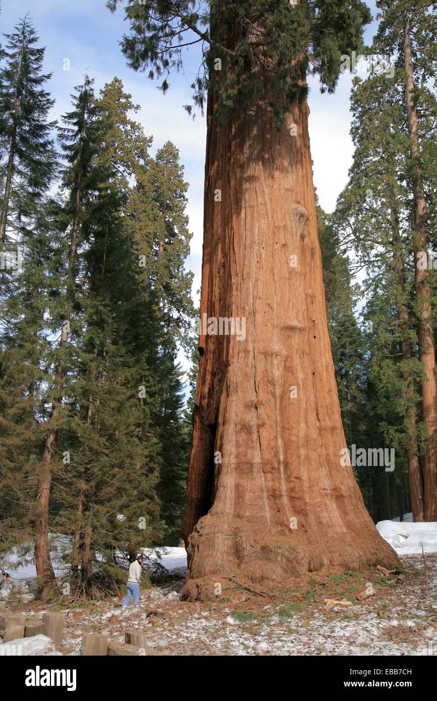 Conifera verde hi-res stock photography and images - Alamy