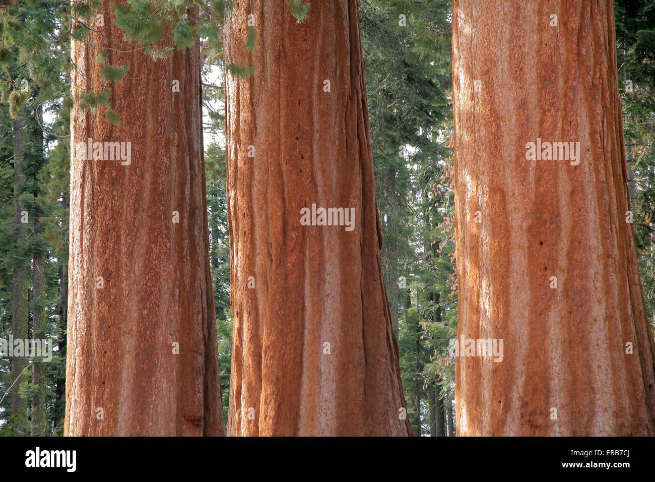 Madera vegetal hi-res stock photography and images - Alamy