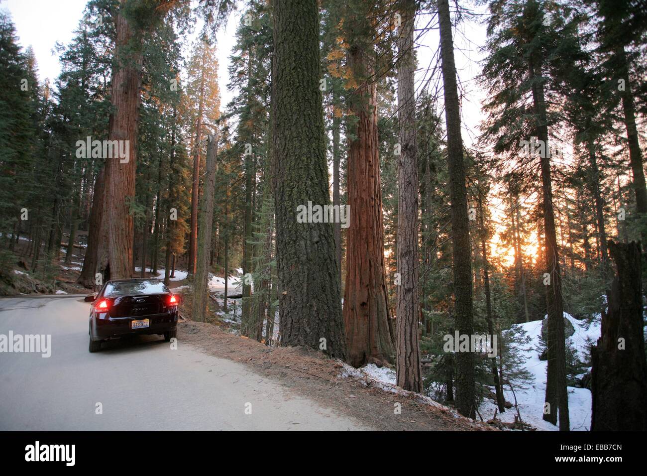Conifera verde hi-res stock photography and images - Alamy