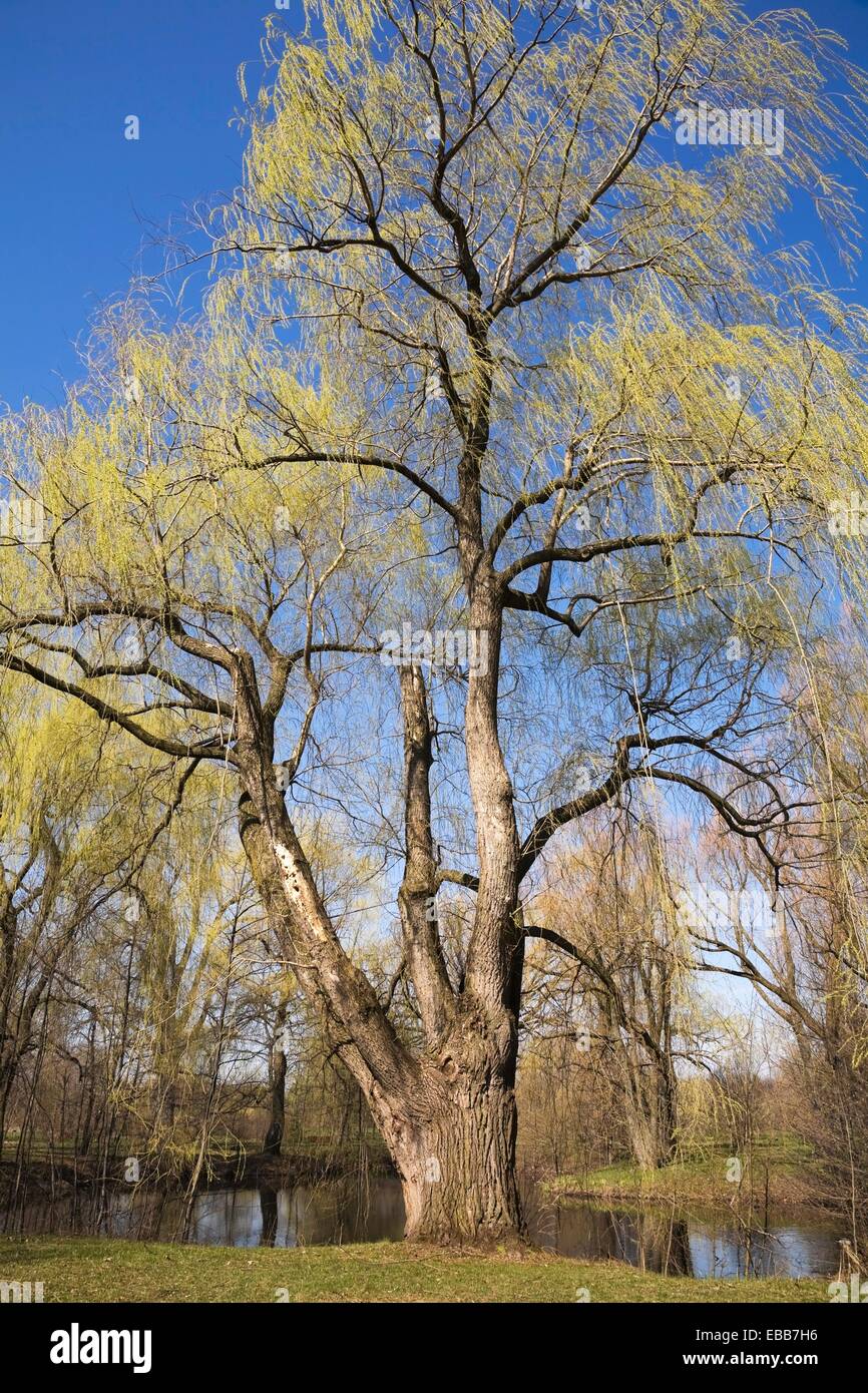 Willow tree garden hi-res stock photography and images - Alamy