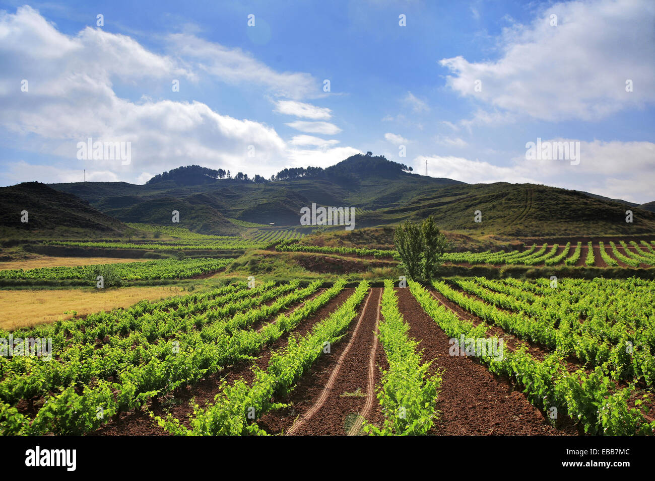 Vineyards landscape, La Rioja, Spain Stock Photo - Alamy