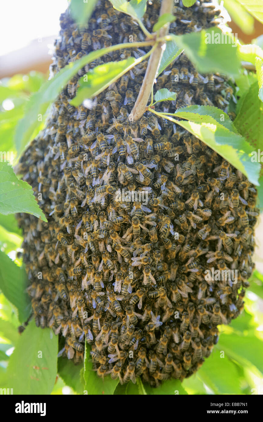 Bee Hive Tree High Resolution Stock Photography and Images - Alamy