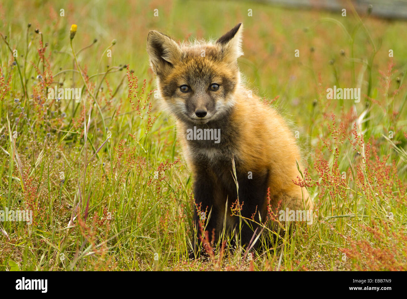 Island kit fox hi-res stock photography and images - Alamy