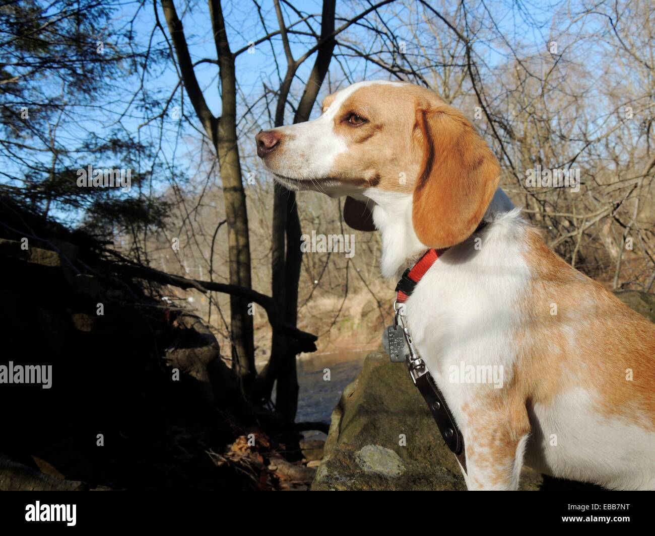Lemon Beagle Mix