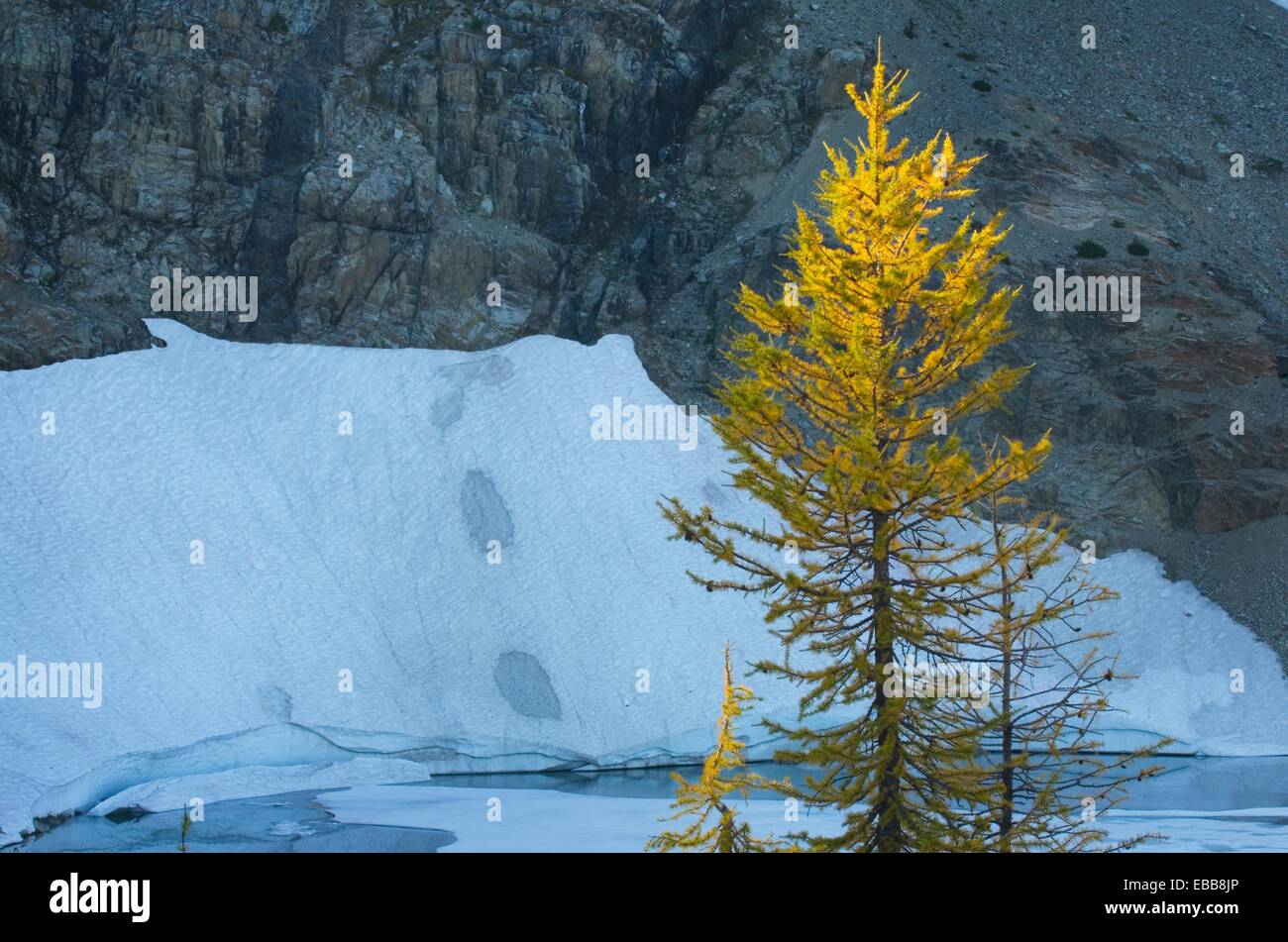 Subalpine Larch Larix lyallii at Wing Lake, North Cascades Washington ...