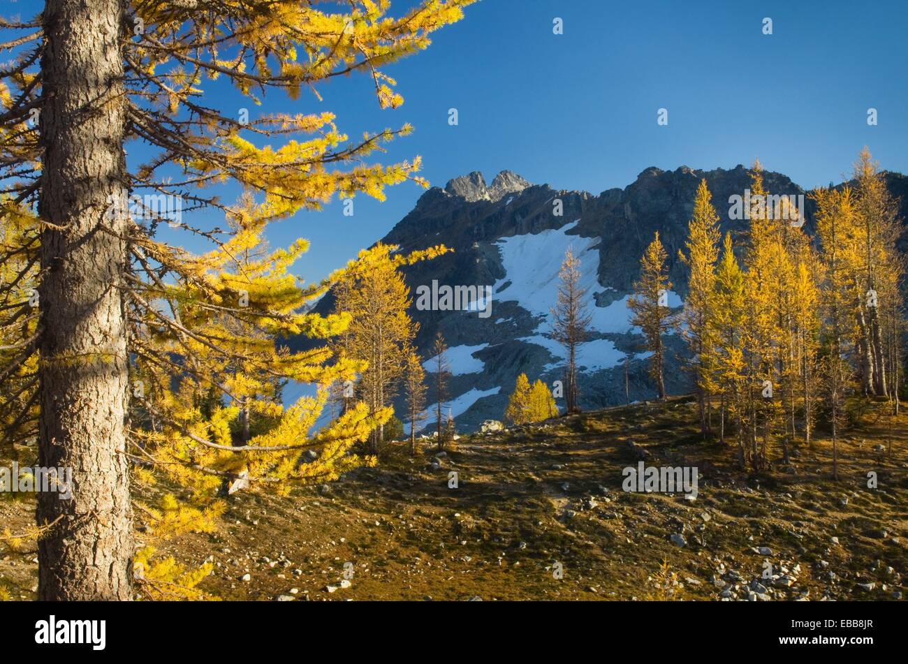 Subalpine Larch Larix lyallii and Corteo Peak, North Cascades ...
