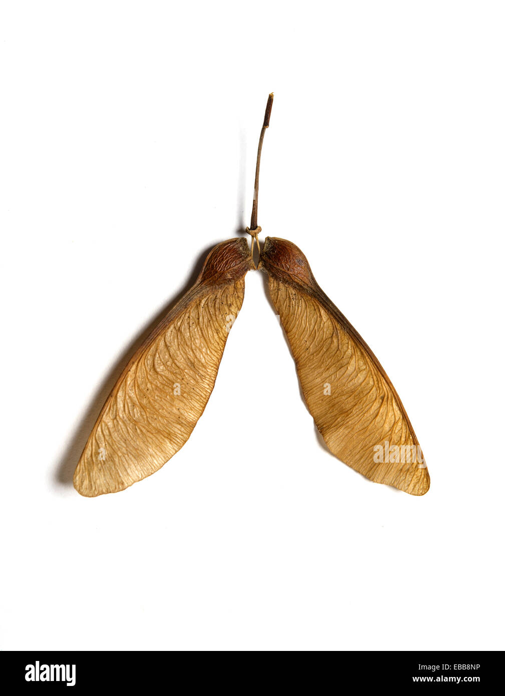 Sycamore seed hi-res stock photography and images - Alamy