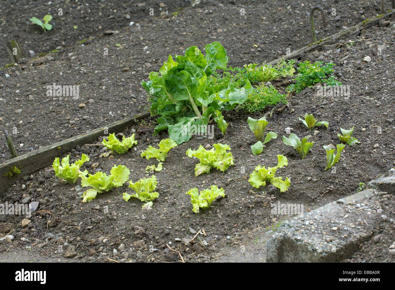 Beta vulgaris alto hi-res stock photography and images - Alamy