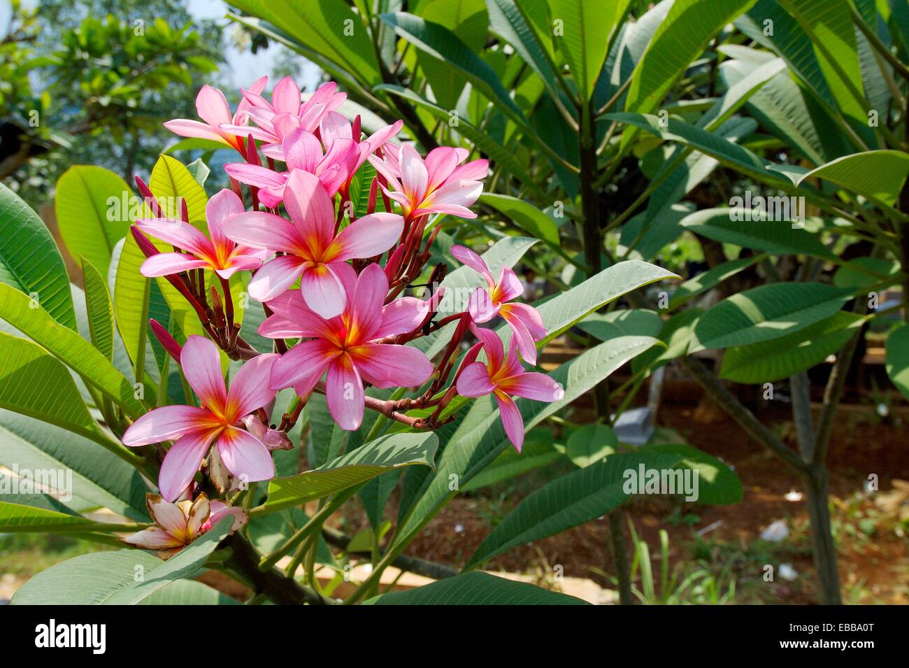 Frangipani Plumeria Rubra High Resolution Stock Photography and Images ...