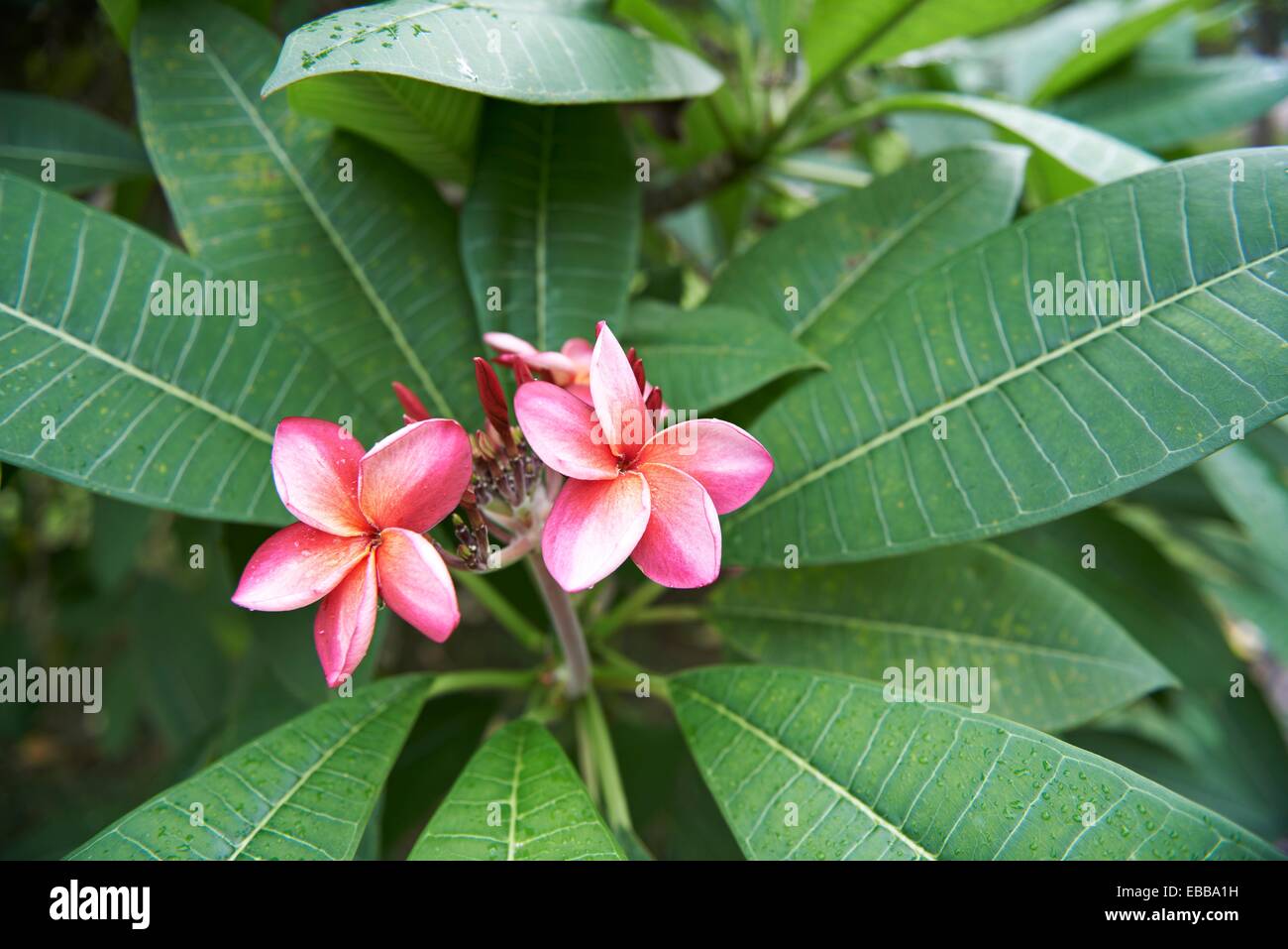 Red plumeria plumeria rubra hi-res stock photography and images - Alamy