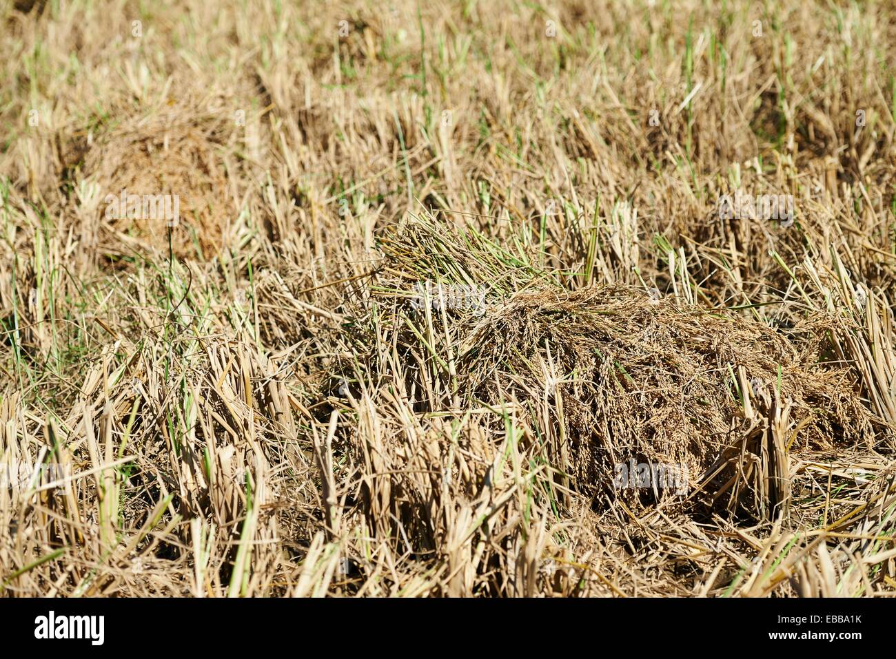 Bunch Of Paddy Stock Photos & Bunch Of Paddy Stock Images - Alamy