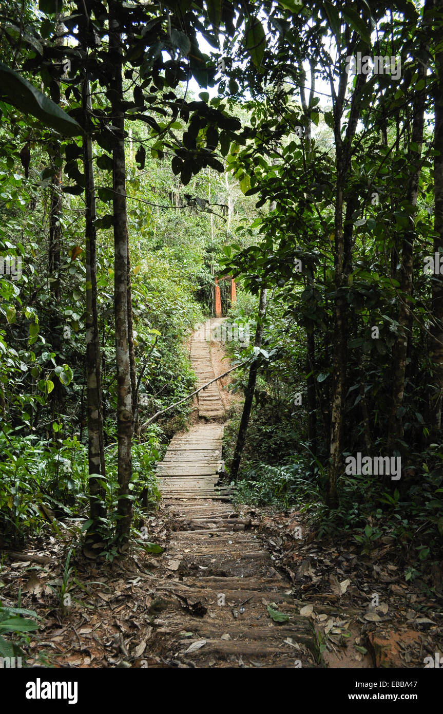 Way jungle hi-res stock photography and images - Alamy
