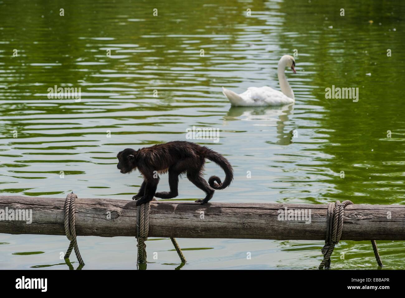 Faunia park hi-res stock photography and images - Alamy