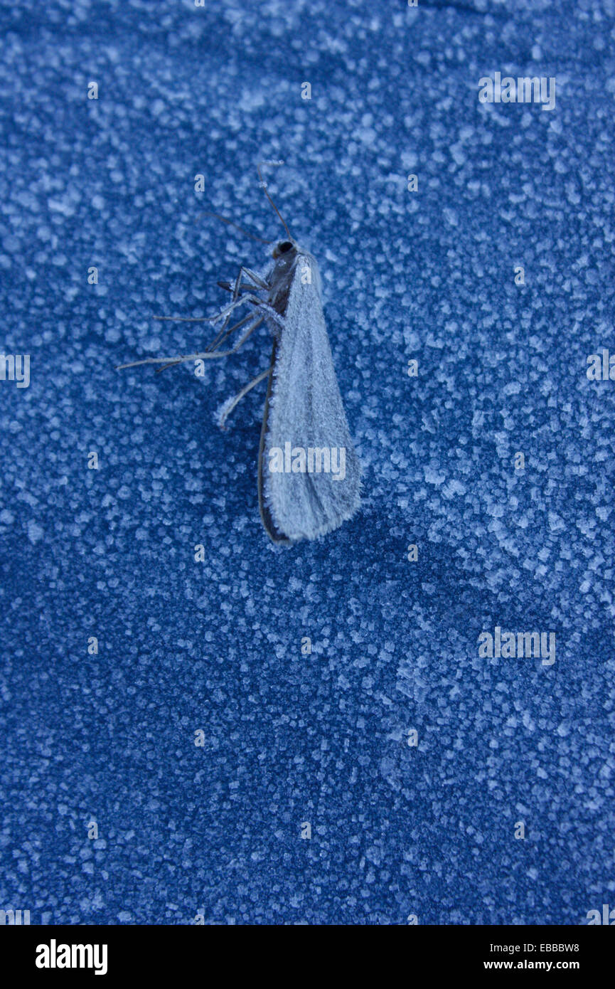 Moth colour hi-res stock photography and images - Alamy