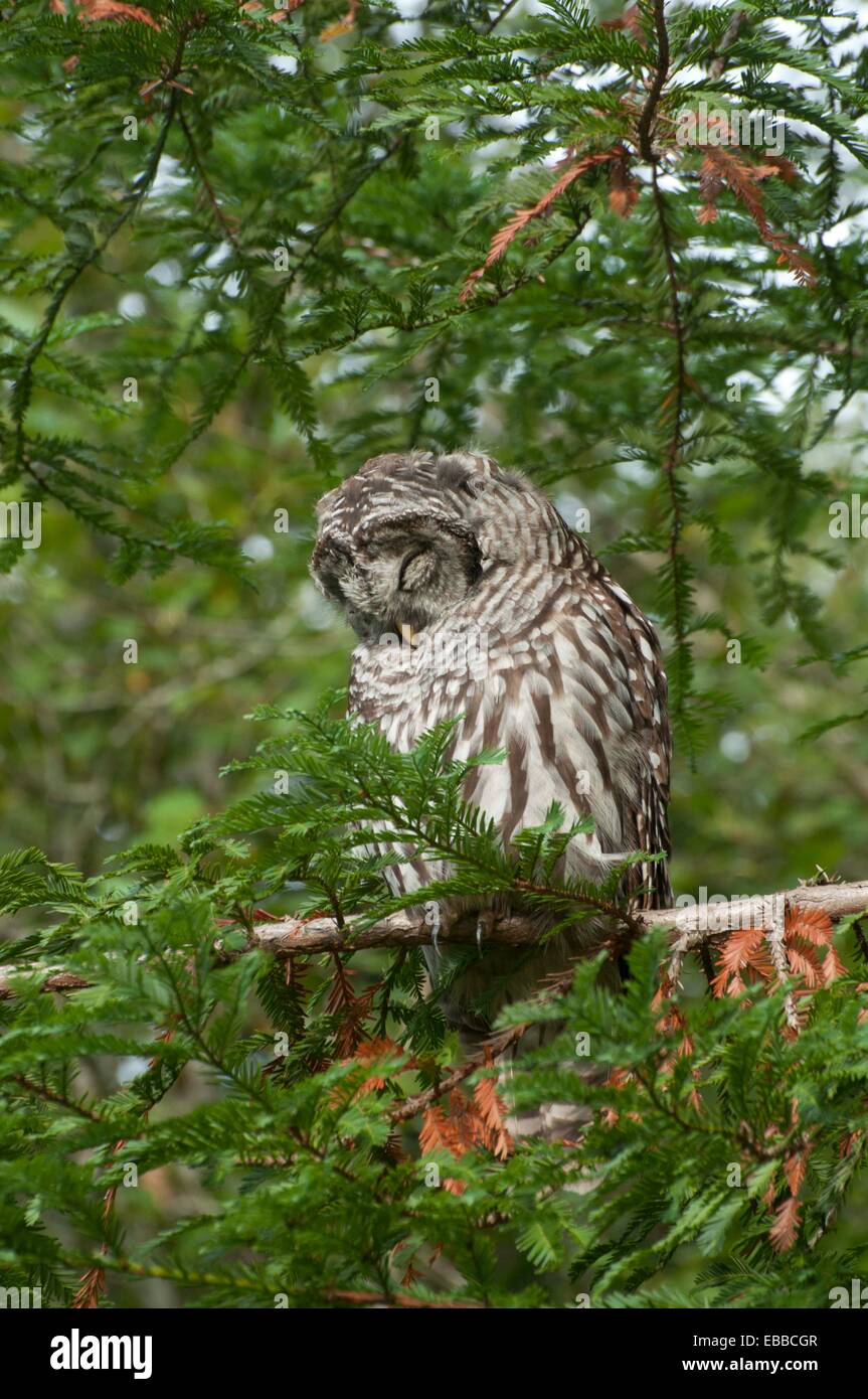 Northwest owl hi-res stock photography and images - Alamy