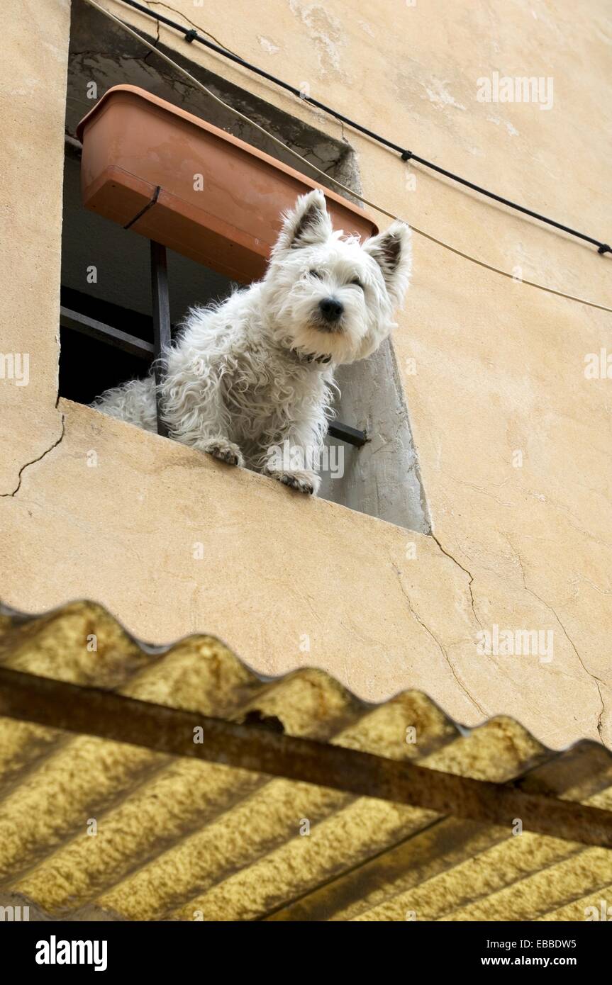 Dog Barking Window High Resolution Stock Photography and Images - Alamy