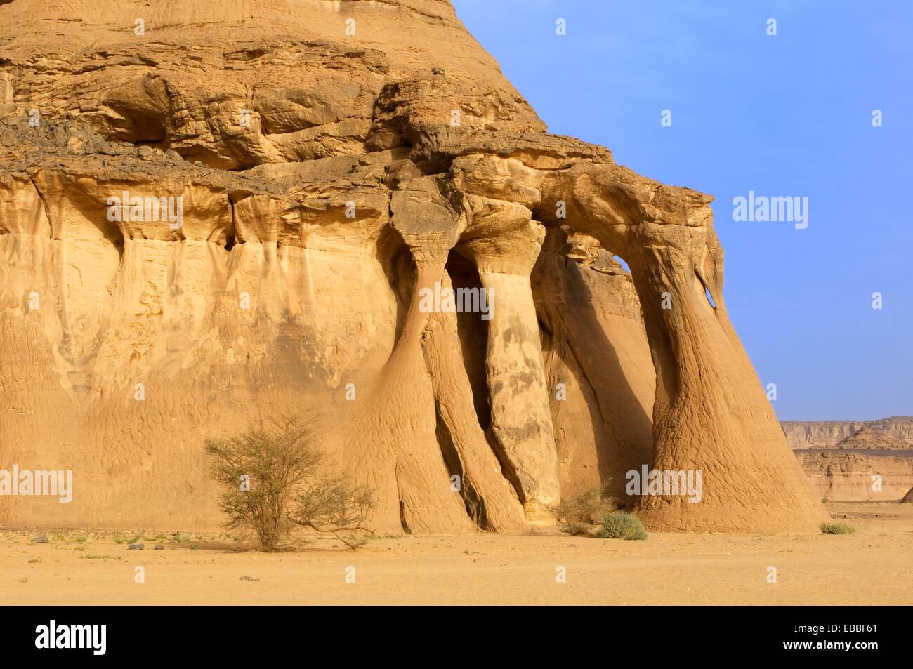 Libyan desert grass hi-res stock photography and images - Alamy
